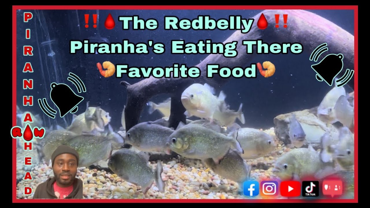 Redbelly Piranha's Eating There Favorite Food - YouTube