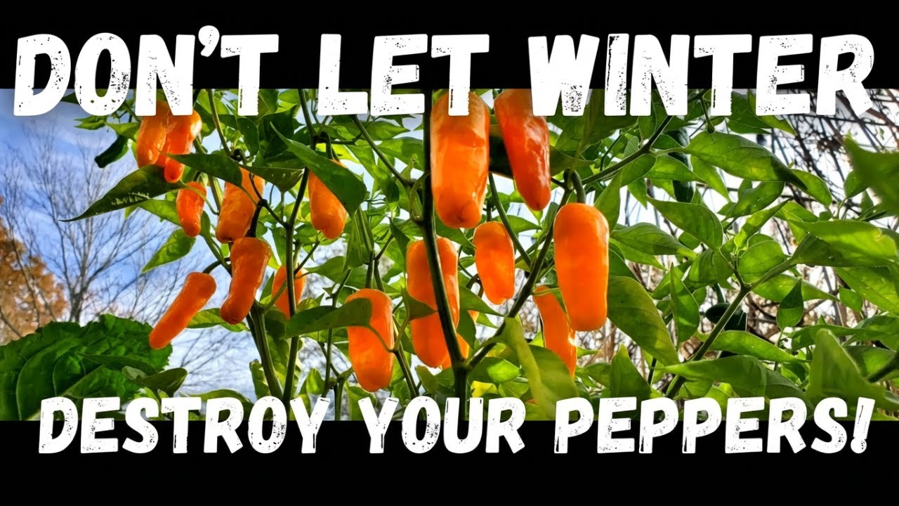 How to Overwinter Peppers: Keep Your Pepper Plants Alive Through Winter ...