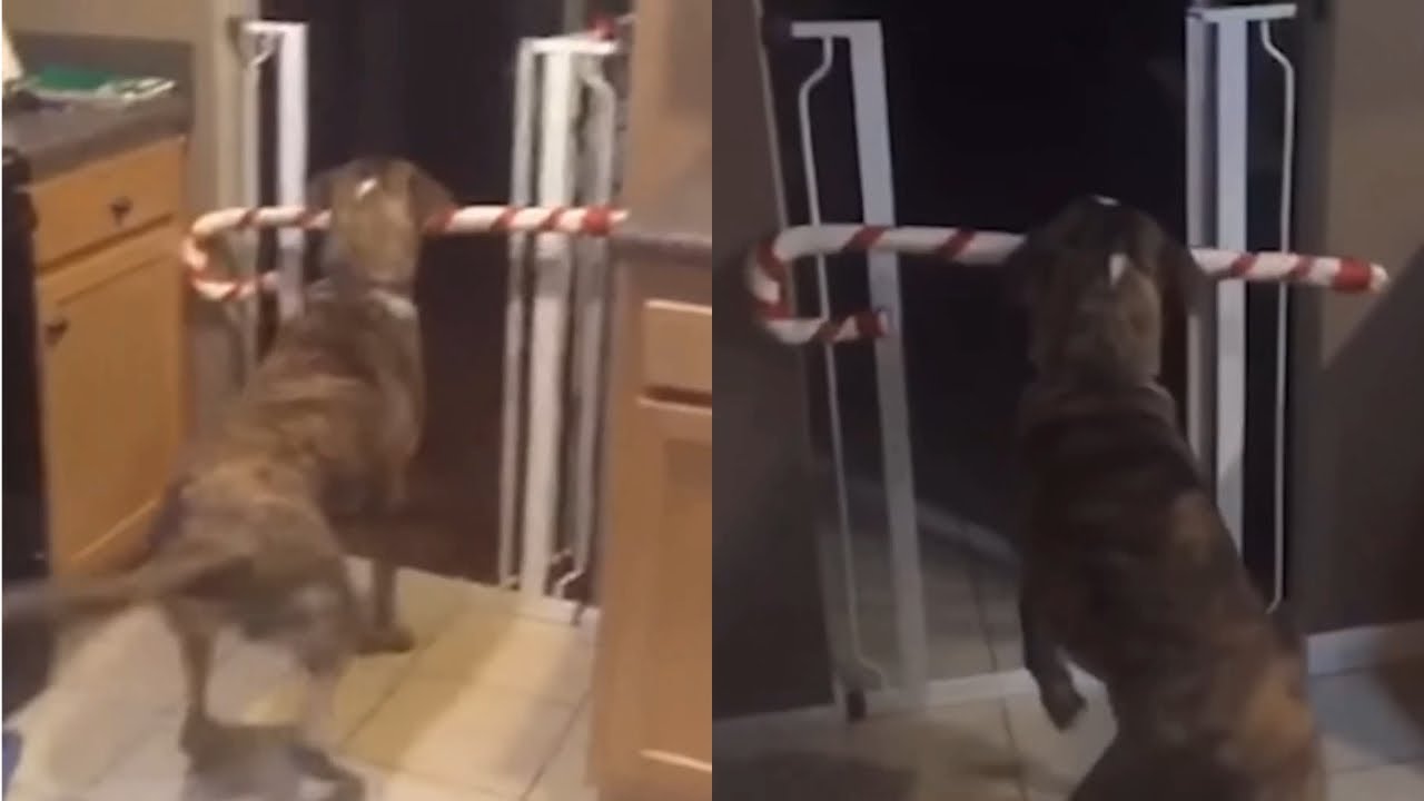 Hey! Where is the exit?! Funny animals. Short compilation #23. - YouTube