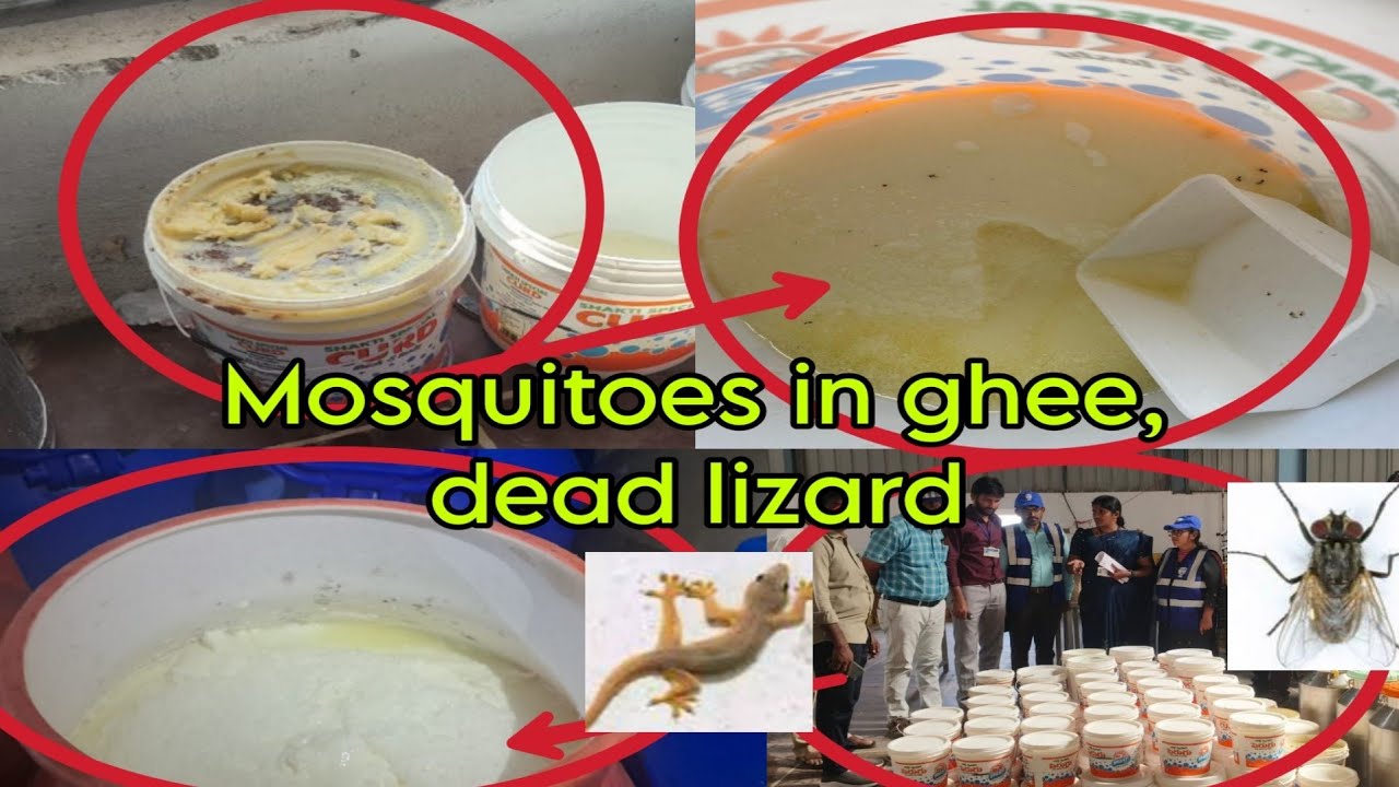 Lizard Found in Ghee and Milks Prducts Shakti Milk - YouTube
