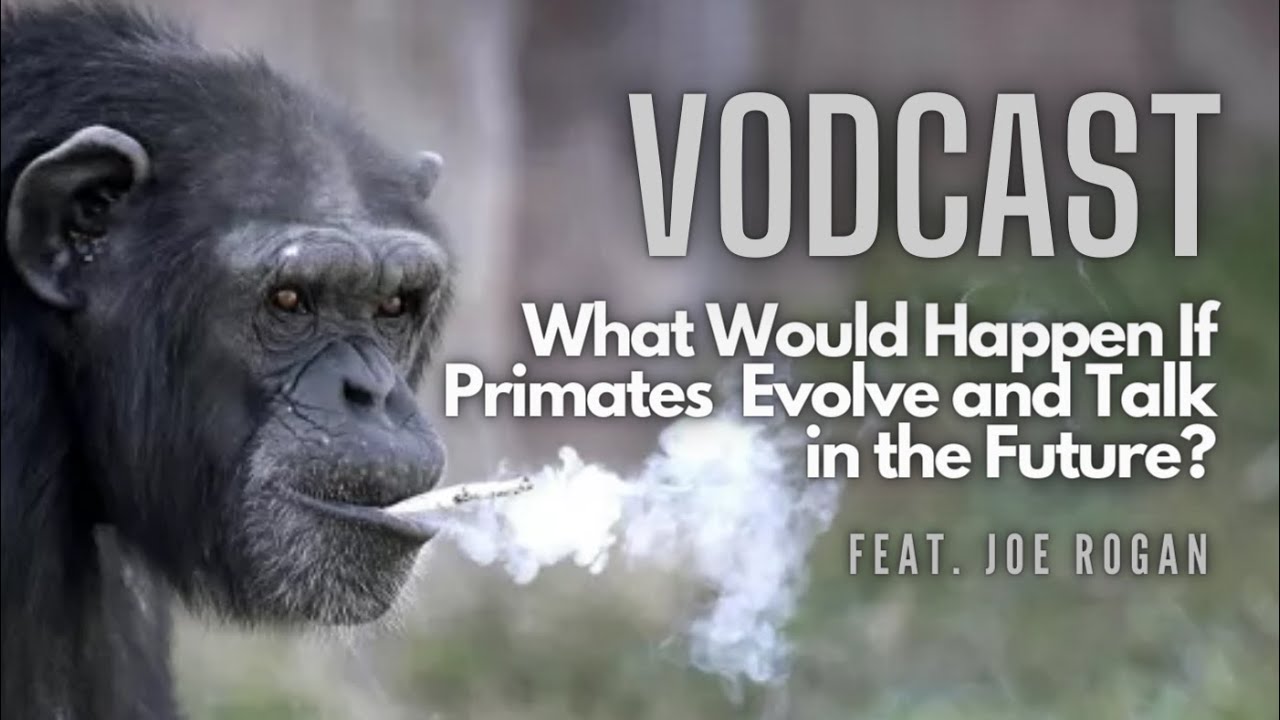 What Would Happen If Primates Evolve and Talk in the Future? | VODCAST ...