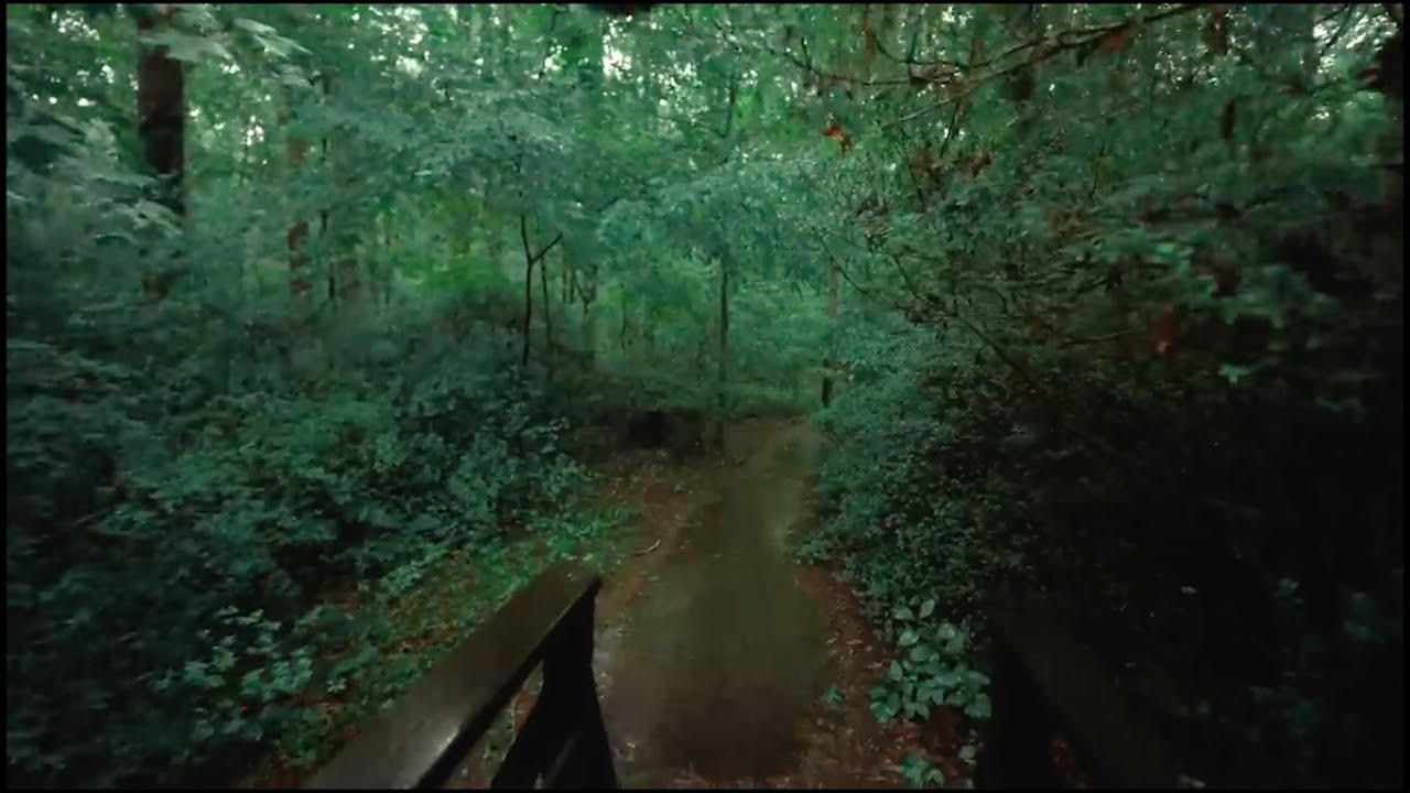 Forest Video Editing & Color Grading - YouTube