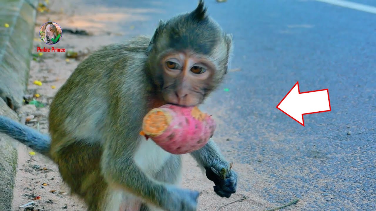 Oh My God !! Poor Bobby he is very scared he mom very much !! - YouTube