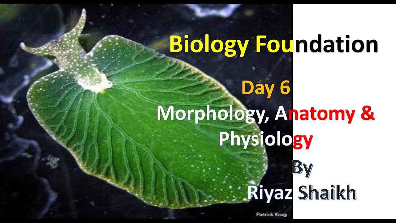 Biology Foundation Day 6 - YouTube