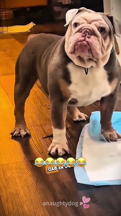 #dog #funny #funnyanimals #pets #funnypets - YouTube