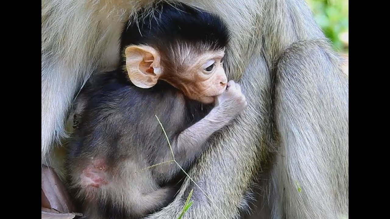 No Bot Fly Monkey? Bronco Baby Monkey Better On Skin Disease. MV 0170 ...