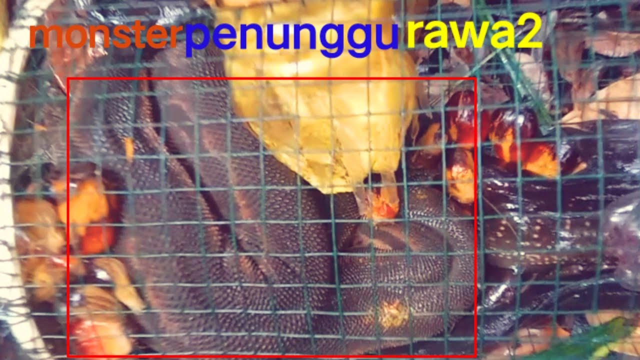 terciduk monster penunggu rawa2 - YouTube