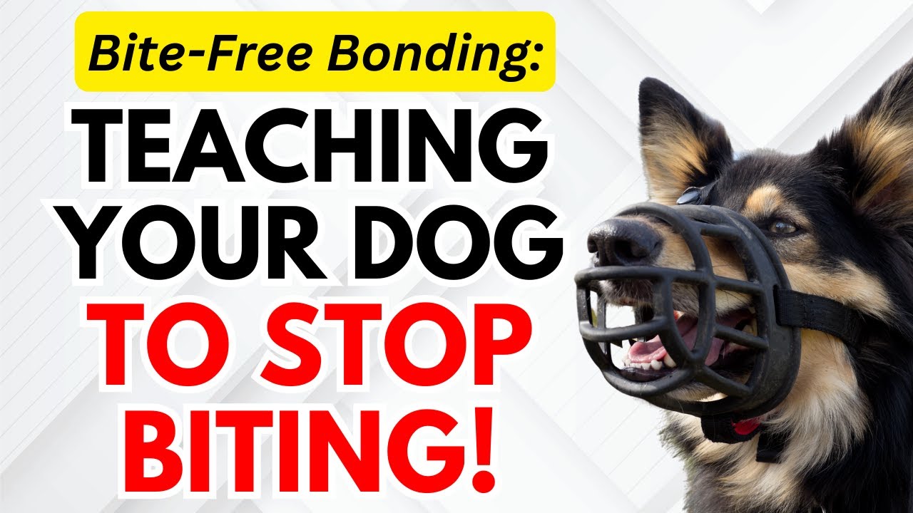 Putting a Paw-sitive End to Biting: Teaching Your Dog to Stop Biting ...