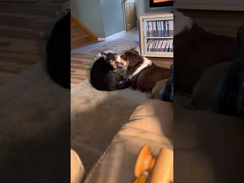 Evening Bitey Face - YouTube