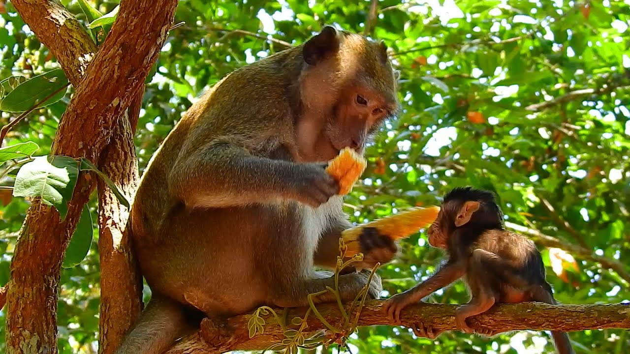 How Good You Are Aron For This Day..? King Monkey Aron Share Food To ...