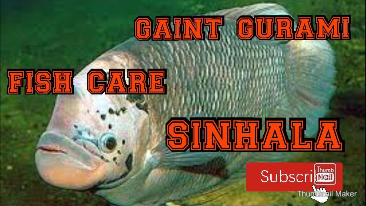 GAINT GURAMI fish care sinhala - YouTube