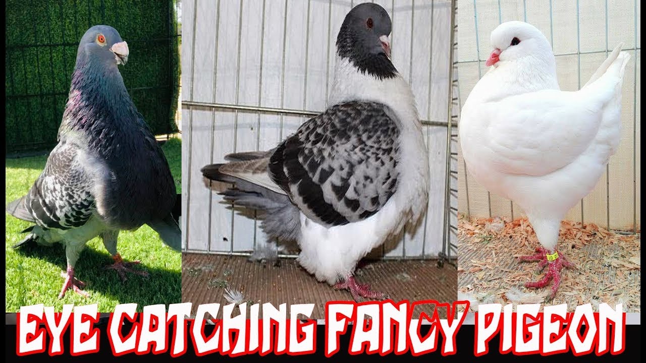 Top Varieties Of Fancy Pigeon #38 - YouTube