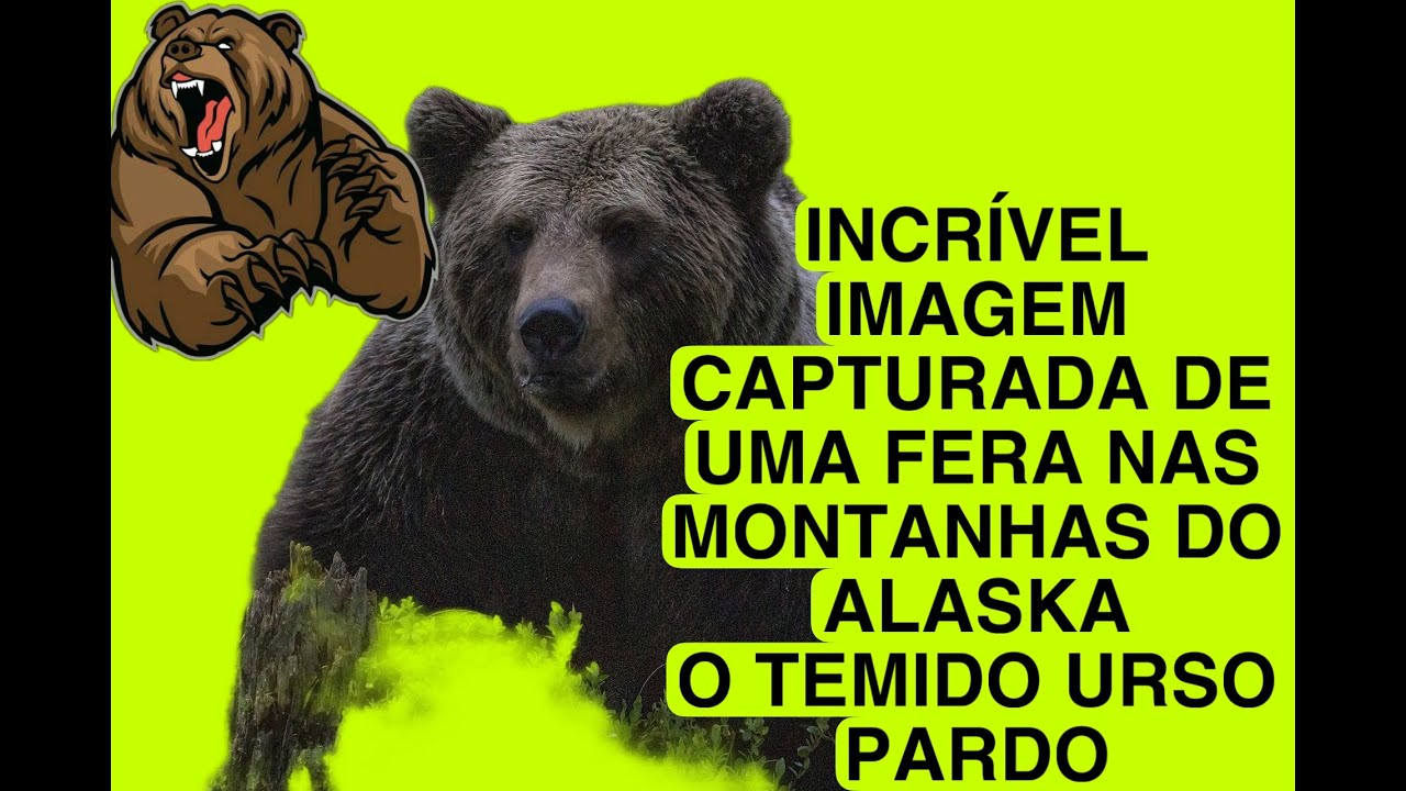 INCRÍVEIS IMAGENS DE UMA BESTA FERA ONE OF THE MOST FEARFUL ANIMALS ON ...