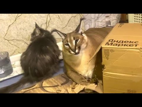 Big Floppa Tears Up Box : Caracal - YouTube