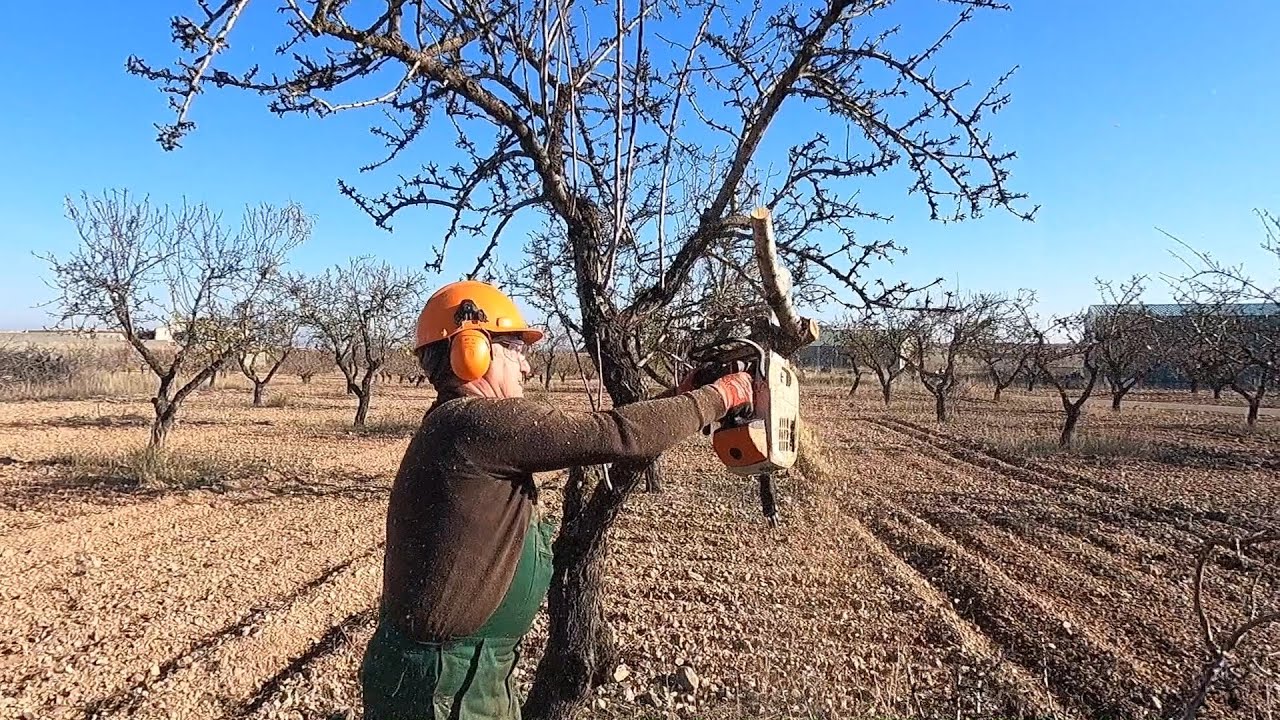 Manejo invernal del Almendro. Renovarse o Morir. - YouTube