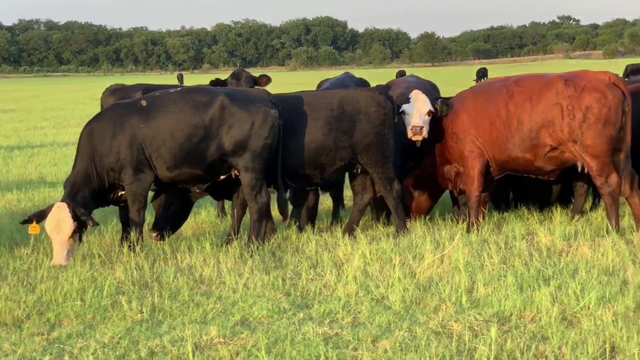 46 head of 3 5 year old Angus and Angus Cross Bred Cows, #08291 ...