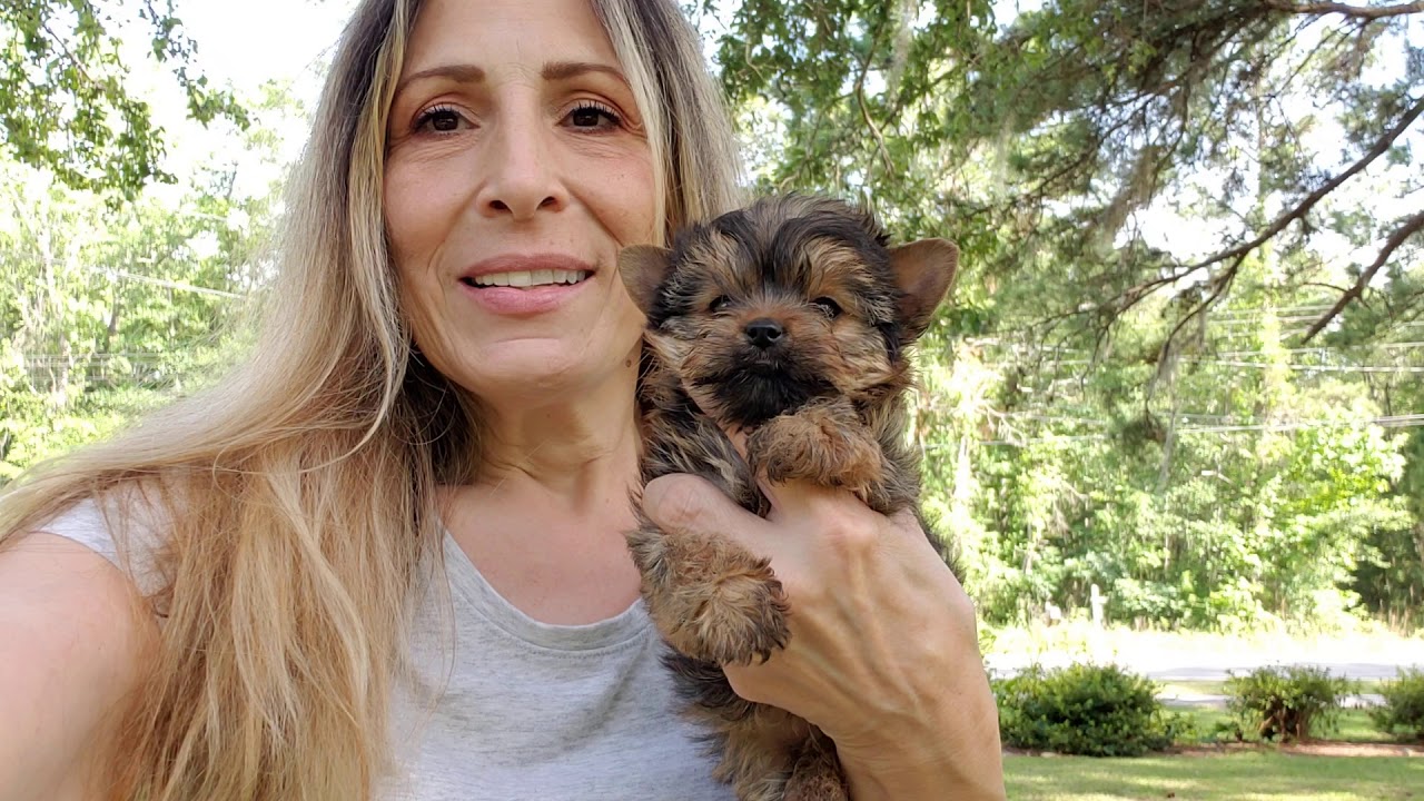 Yorkymom exotic female sable yorkie! - YouTube