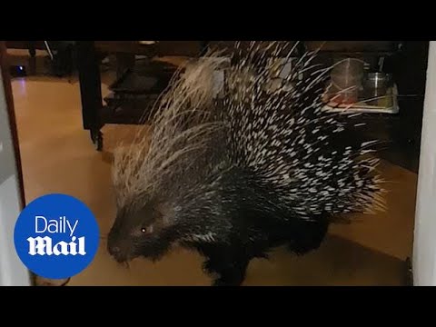 Moment man discovers giant porcupine standing in his kitchen