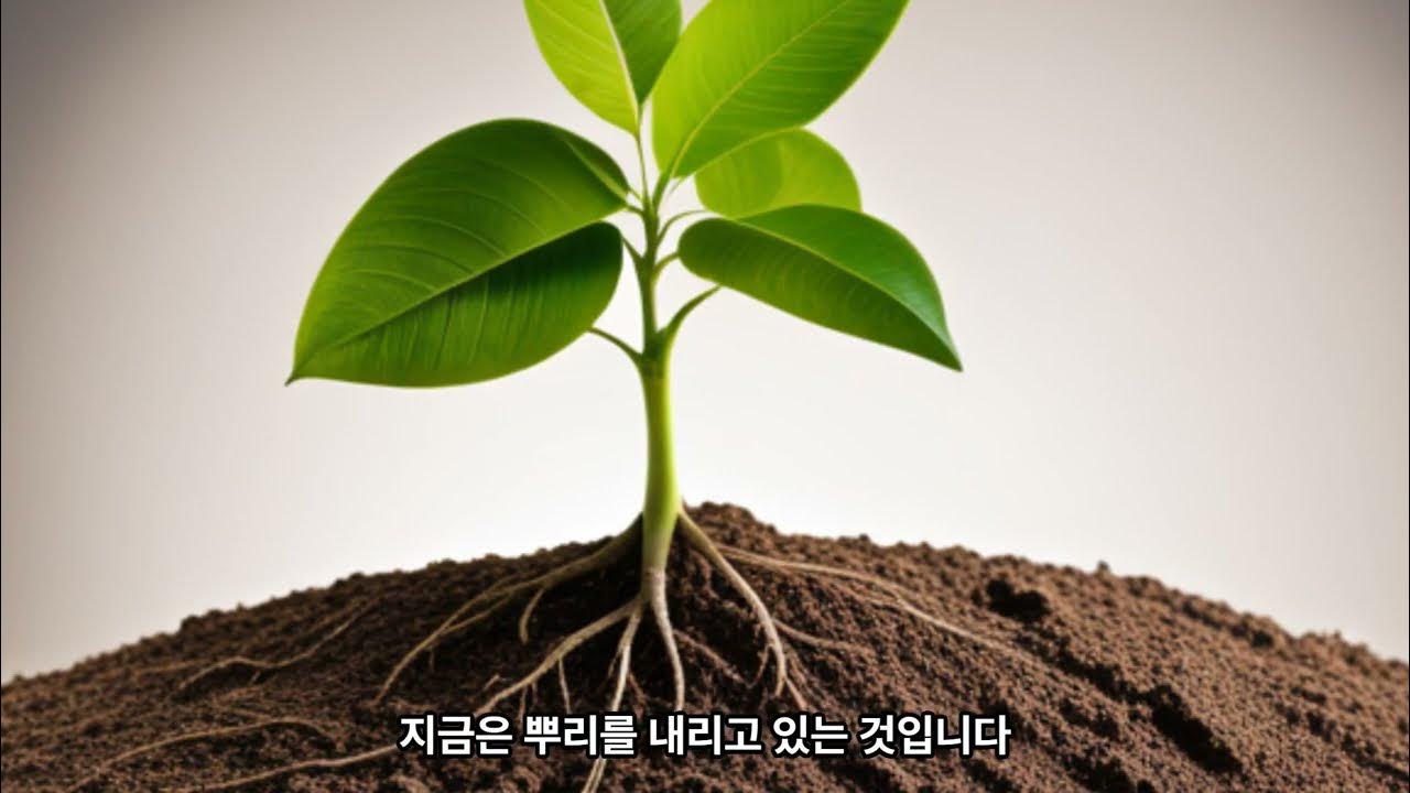 돌덩이tv 모소 대나무 이야기 Youtube