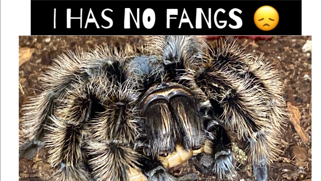 How and What I feed my FANGLESS Tarantula! #tarantula #tarantulafeeding ...