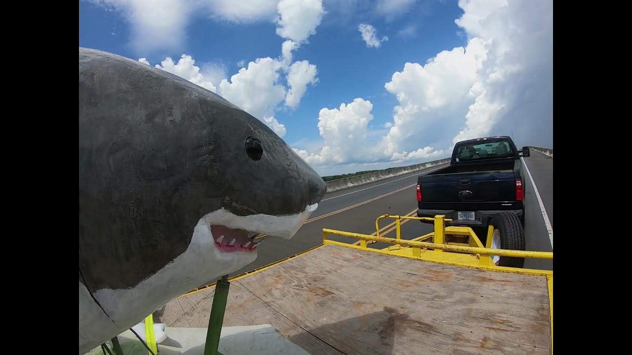 shark transport - YouTube
