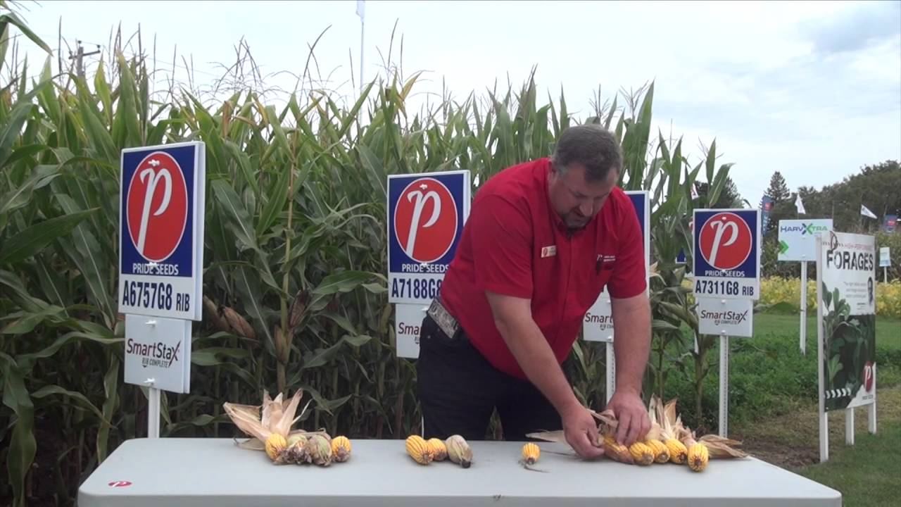 Corn School - 2016 Harvest Quality - YouTube