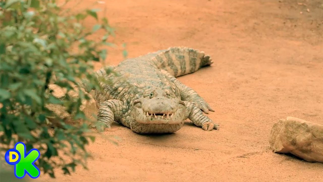 Zu y los chicos en búsqueda del sombrero misterioso | El Zoo de Zu ...