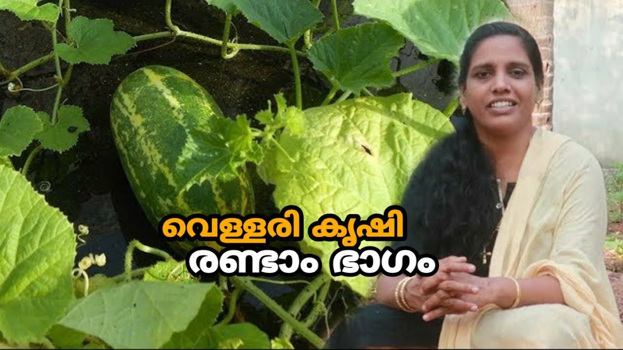 വെള്ളരി കൃഷി രണ്ടാം ഭാഗം | Vellari Krishi in Malayalam - YouTube
