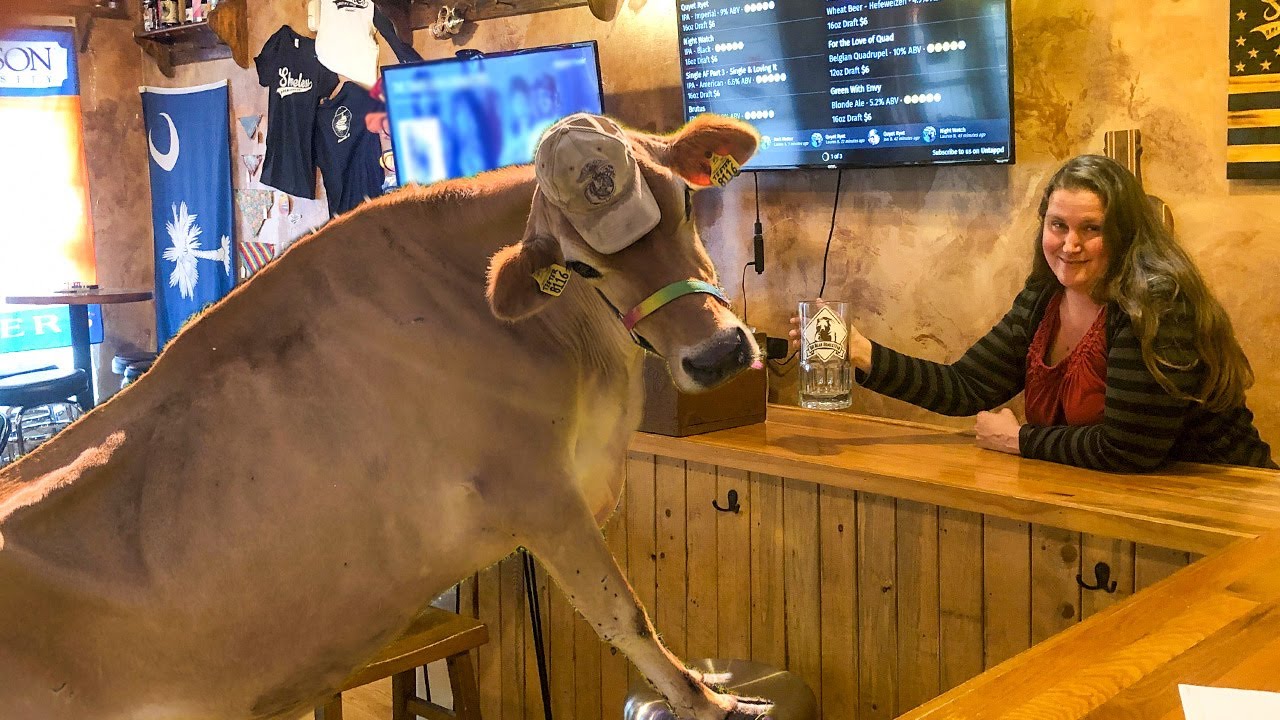 But Won't It Get My Cow DRUNK? - YouTube