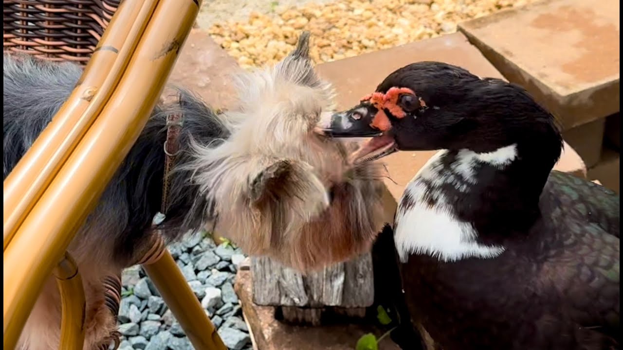 Muscovy Duck Pinched the Yorkie | Funny video - YouTube