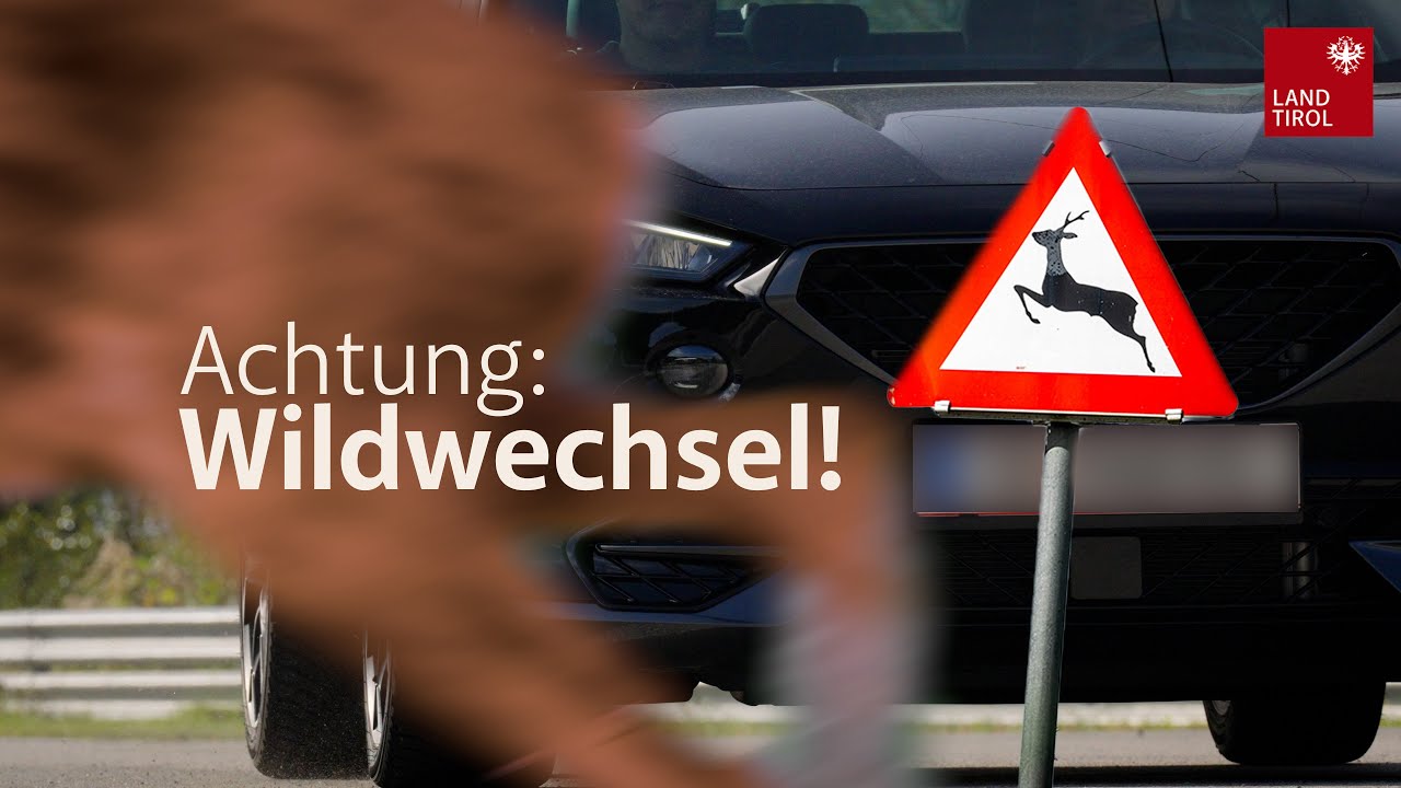 „Achtung Wildwechsel“: Erhöhtes Unfallrisiko im Straßenverkehr - YouTube