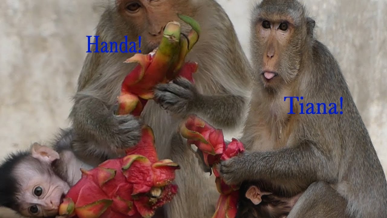 Wow!!! Handa monkey Demand Food From Tiana Monkey, Looks Very Hungry ...