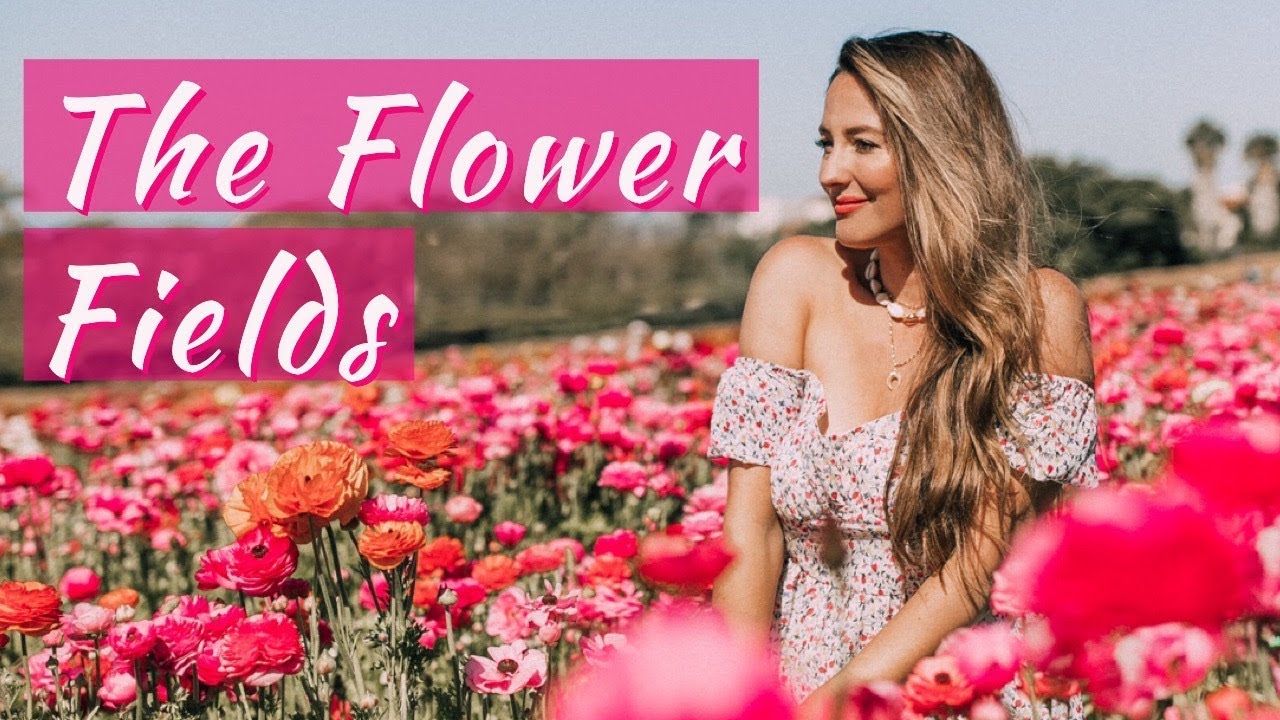 CARLSBAD FLOWER FIELDS 2019 | Our favorite Flower Ranch - YouTube