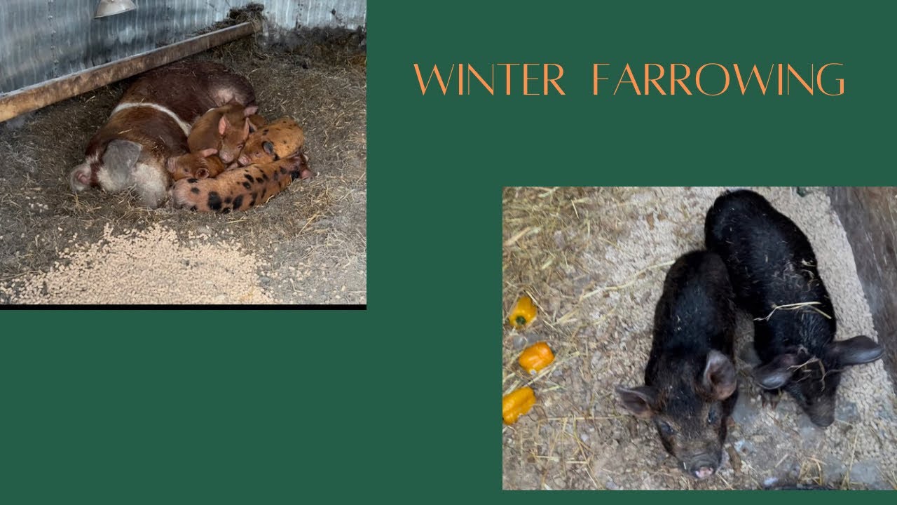 Farrowing piglets in the winter| not a good idea! - YouTube