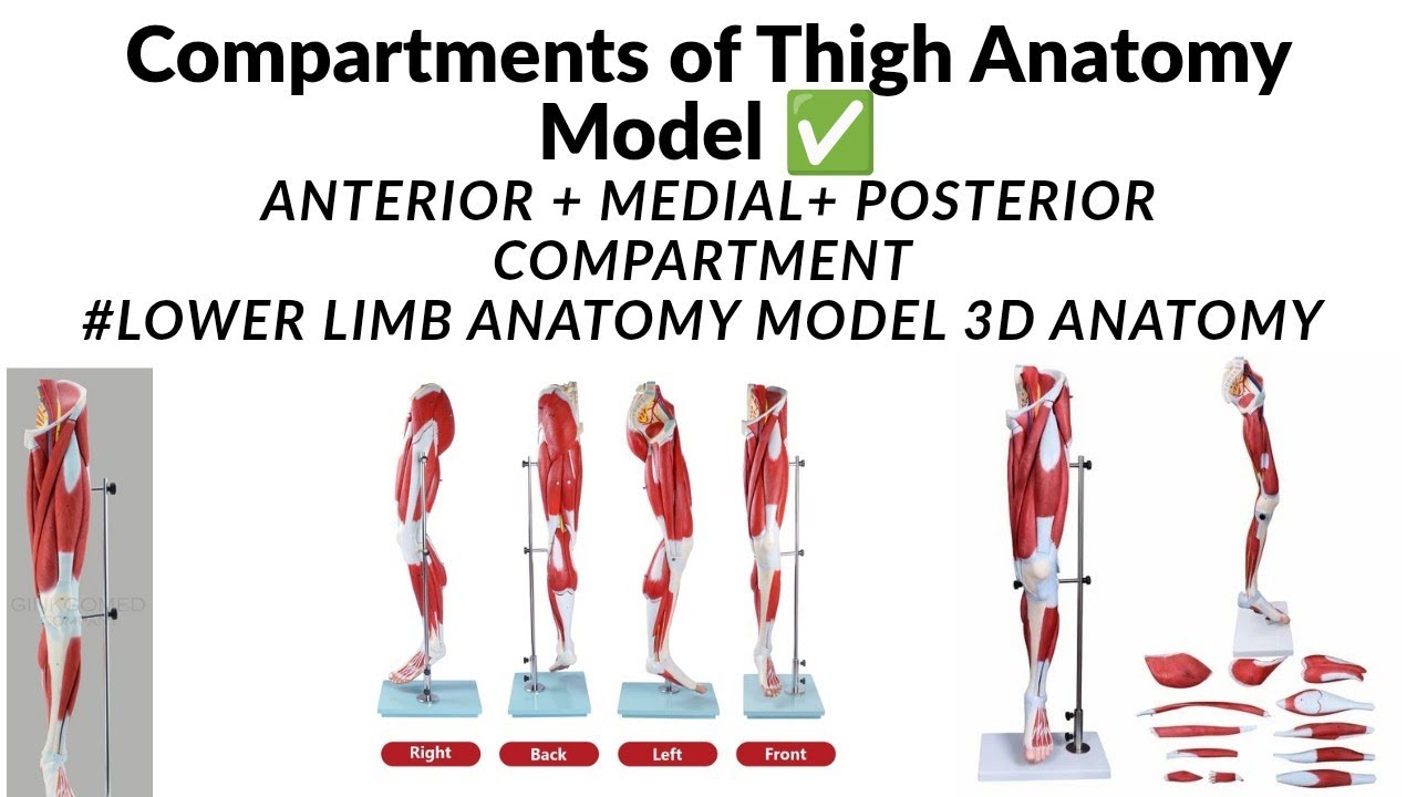 Summary of Compartments of Thigh Model(Anterior+Medial+Posterior)LOWER ...