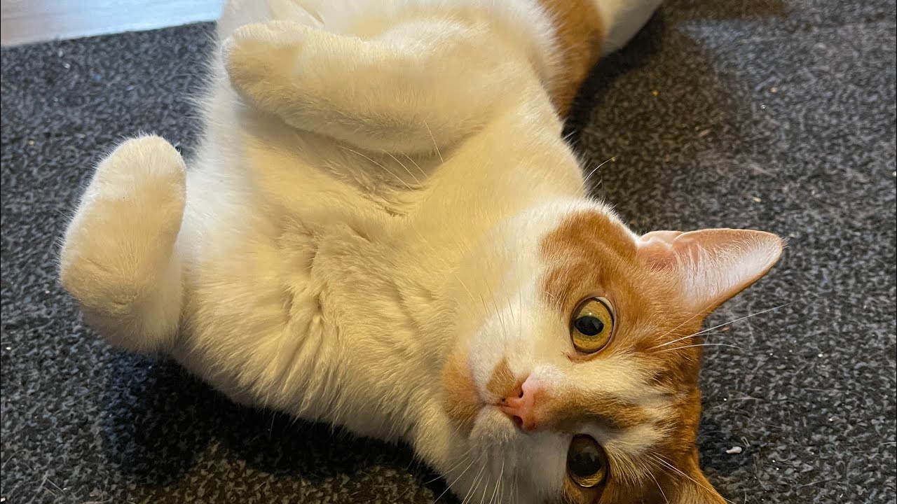 Annoying my Cat | CAT VLOG #17 - YouTube