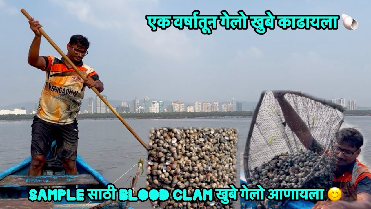 एक वर्षांतून गेलो खुबे काढायला🐚|| sample साठी Blood clam खुबे गेलो ...