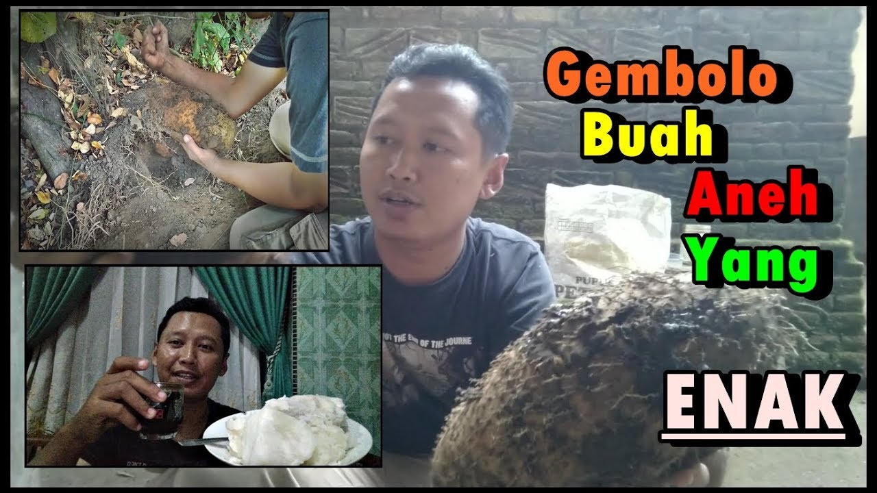 Gembolo Buah Aneh Yang Enak - YouTube