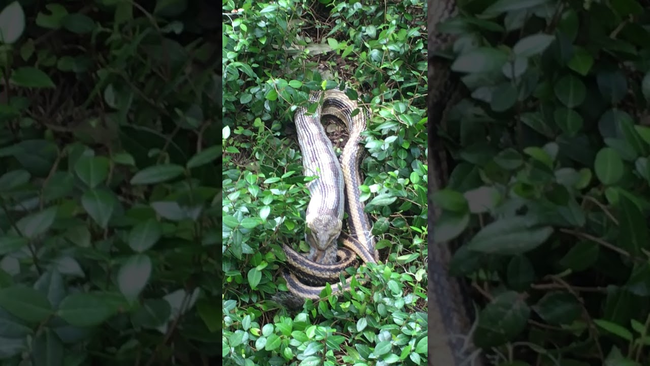 Rat snake eating squirrel - YouTube