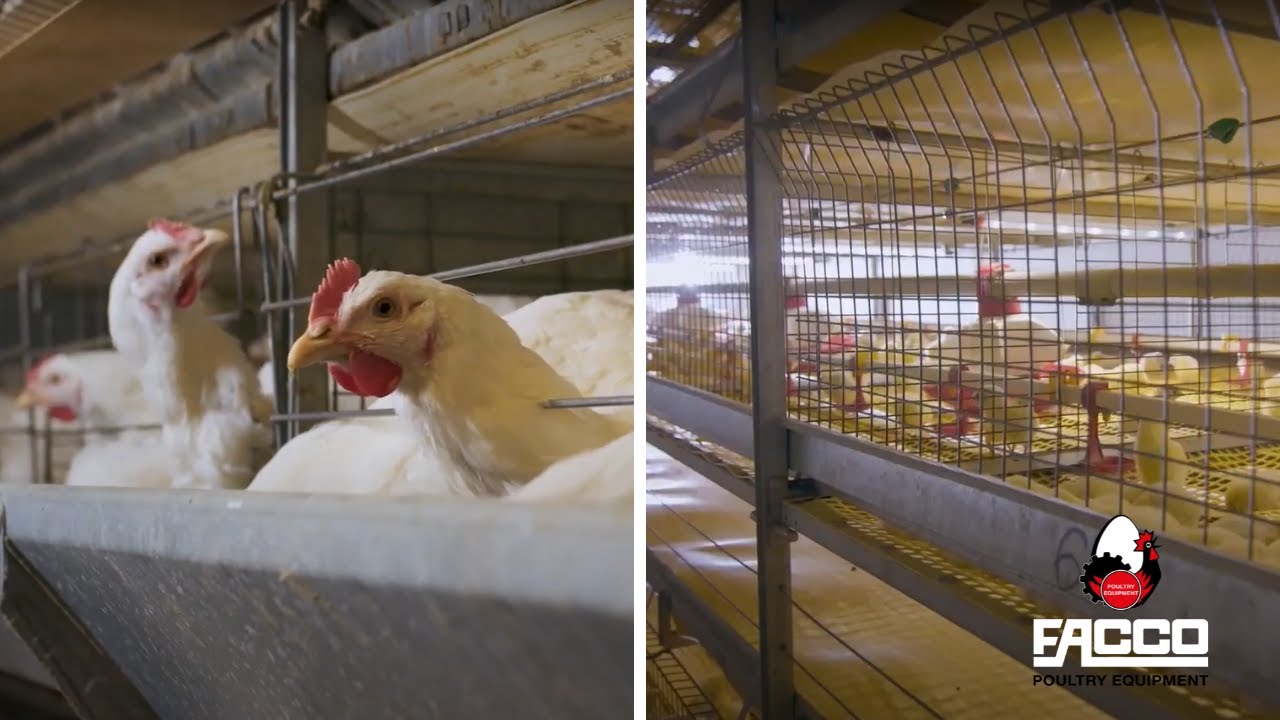 Facco broiler B3 and Parent stock - YouTube