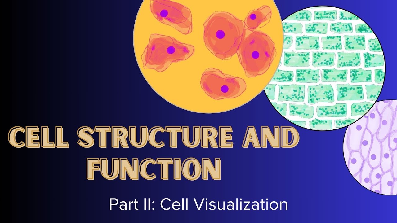 Part II: Cell Structure and Function | Cell Visualization - YouTube