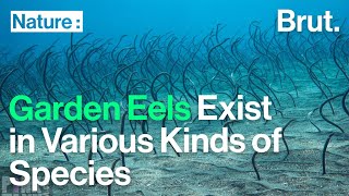 Garden eels exist in various kinds of species