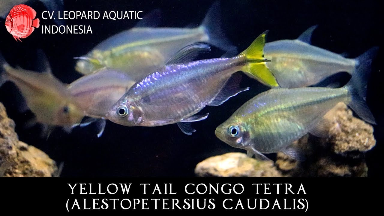 Alestopetersius caudalis. The STUNNING Yellow Tail Congo Tetra ...