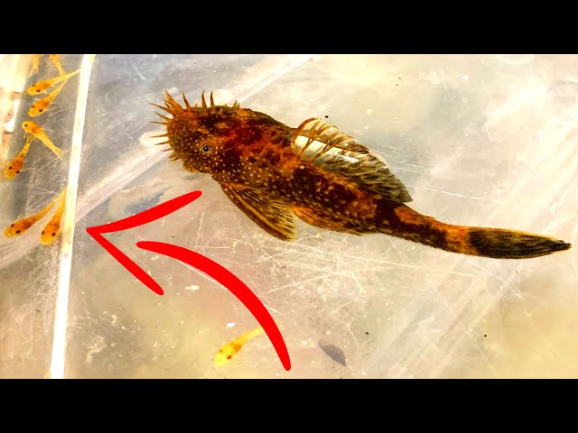 Red Calico Pleco