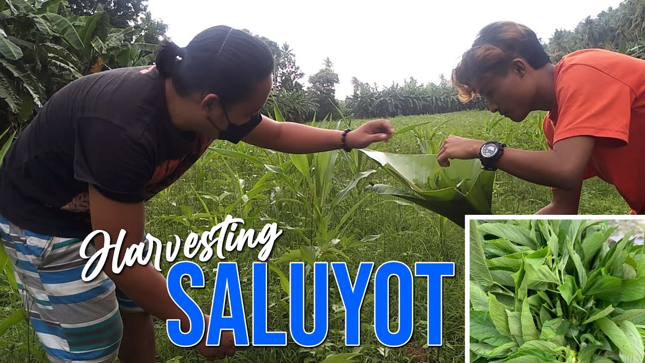 HARVESTING SALUYOT or NALTA JUTE and WHY YOU SHOULD EAT SALUYOT? I ...