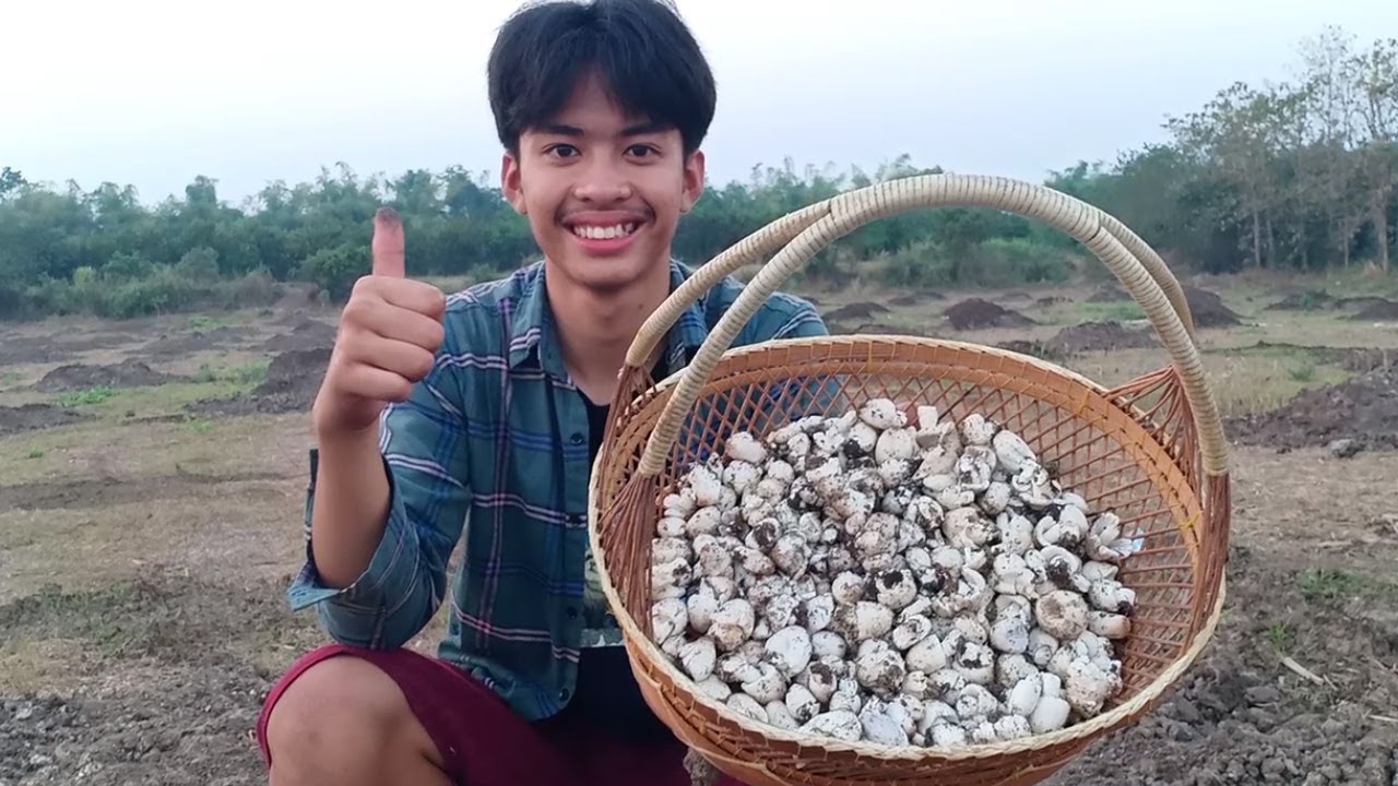 เห็ดอ้อยวันนี้มีแต่ดอกงามๆ ออกเยอะมากๆเก็บแปปเดียวได้เยอะเลย Youtube
