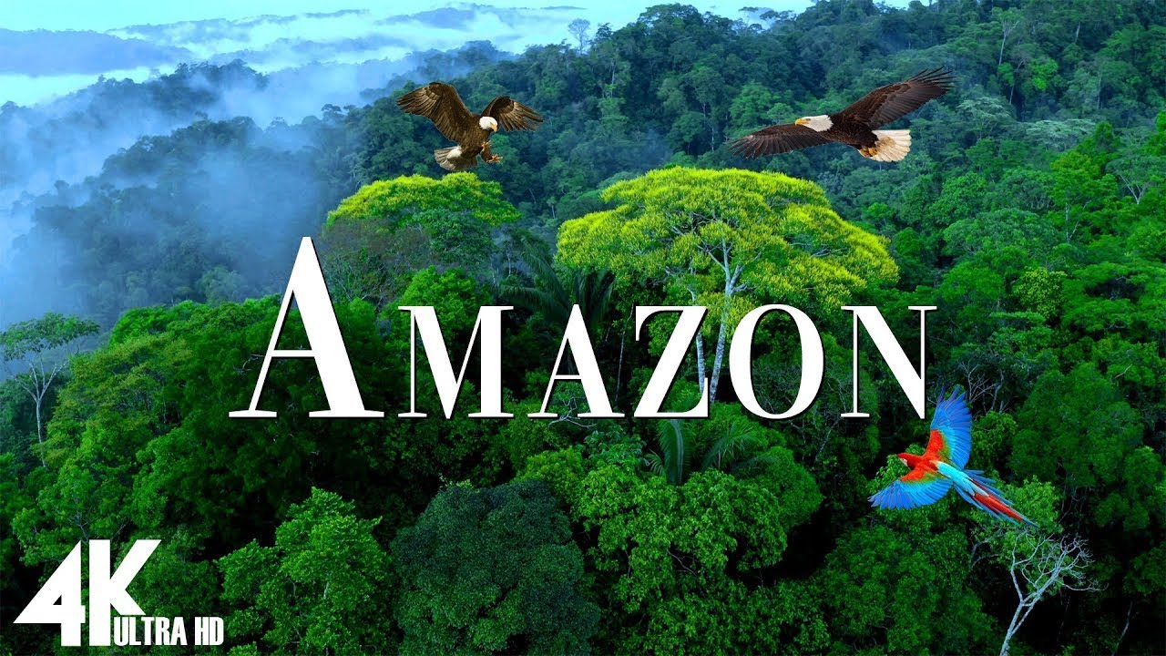 AMAZON 4K ULTRA HDR 2023 The World’s Largest Tropical Rainforest ...