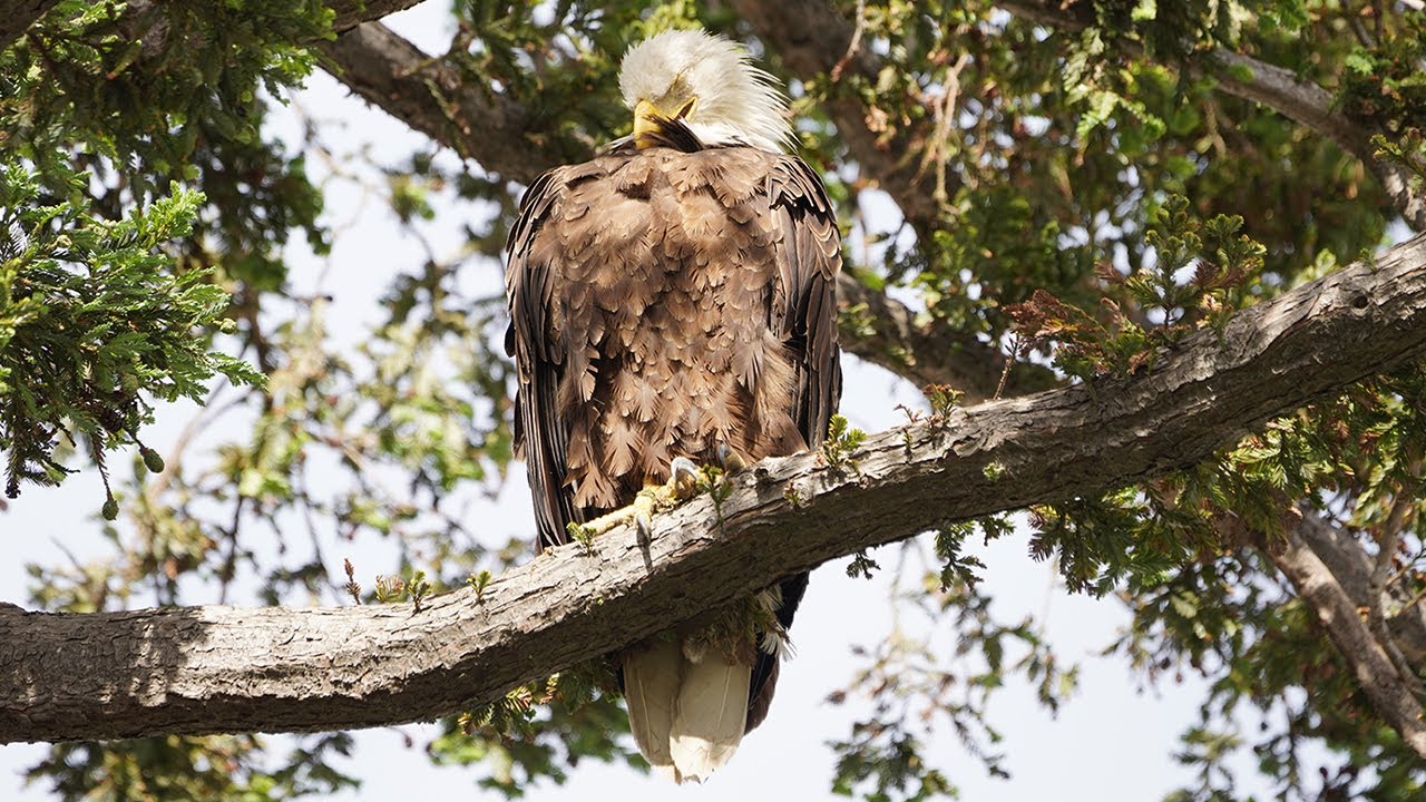 🦅🦅🦅 Bald Eagle Male & Female Sleeping And Preening 4K 🦅🦅🦅 Milpitas. Bald Eagles - YouTube