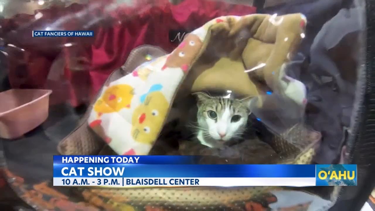 Blaisdell Center hosts fun Cat Show - YouTube