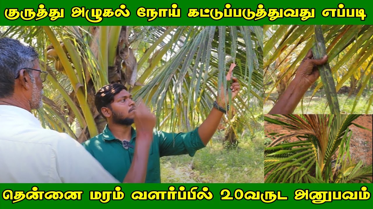 Thennai maram valarppu | தென்னை மரம் வளர்ப்பு | காண்டாமிருக வன்டு ...